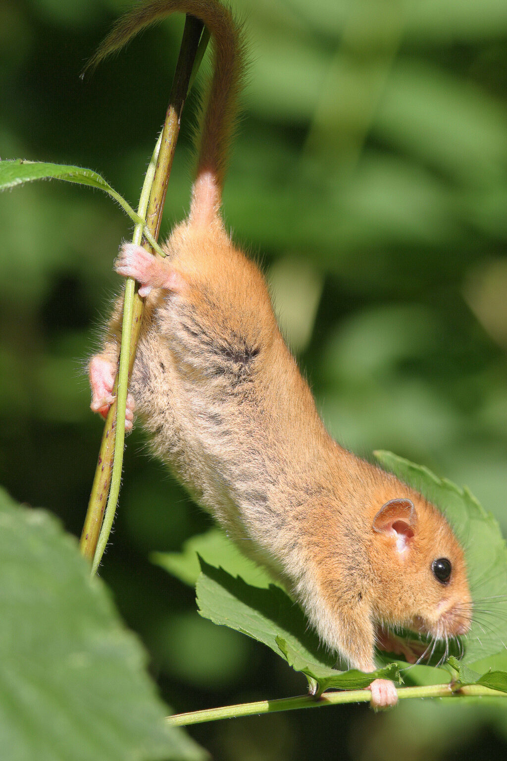 Can you help save the Dormouse? • Round and About • Round & About Magazine