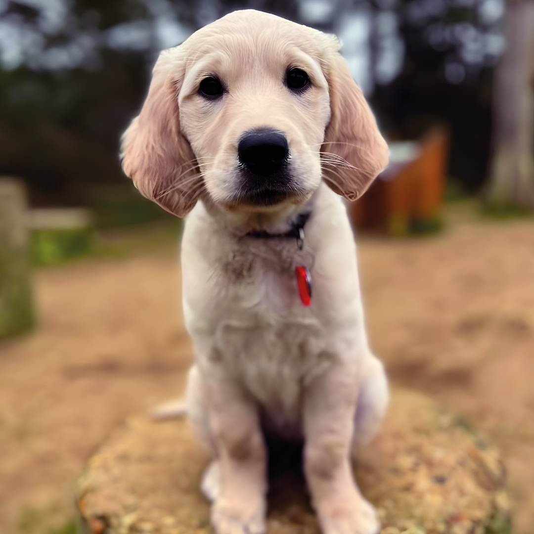 Be a puppy parent • Round and About • Round & About Magazine